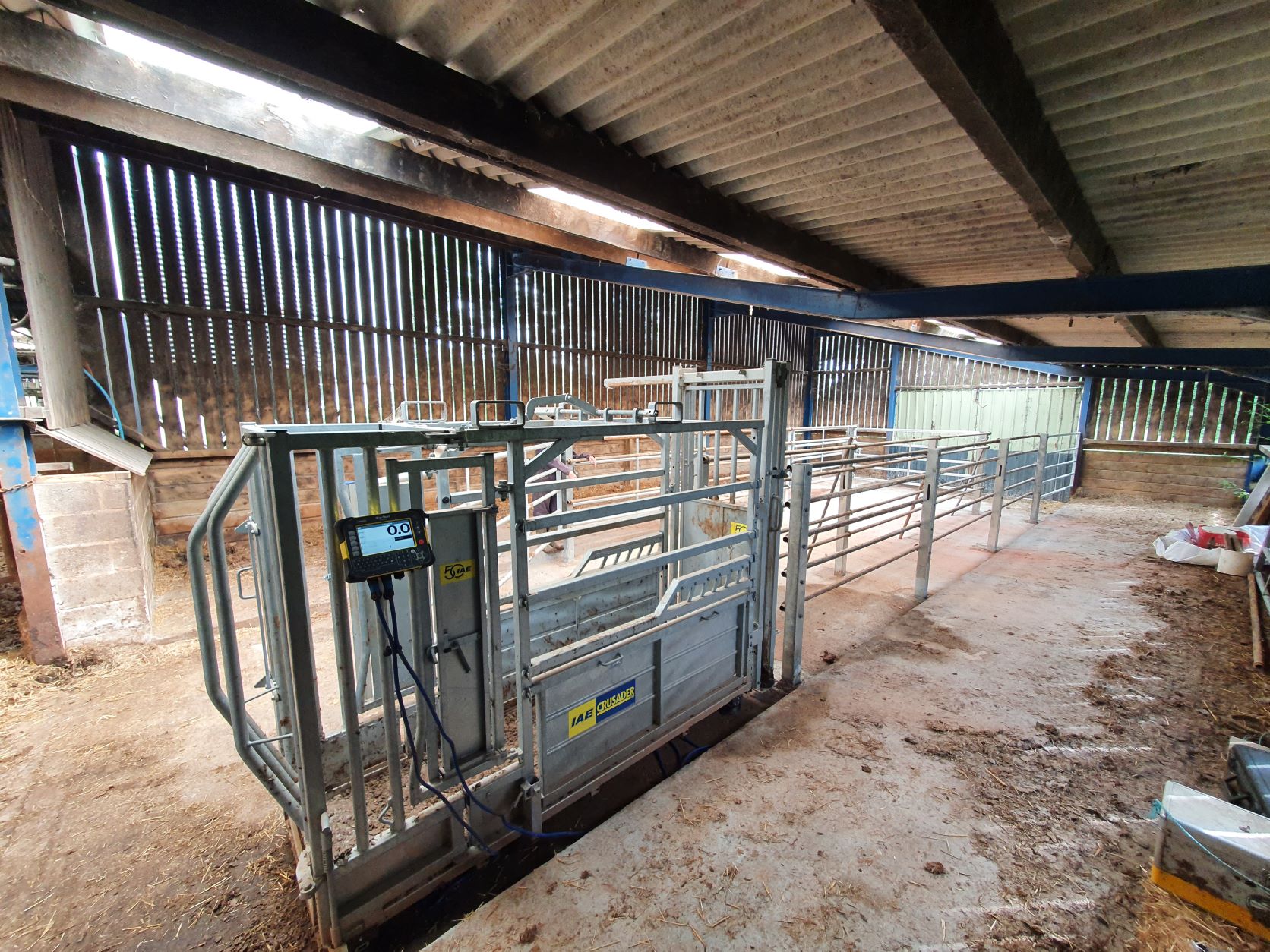 Cattle – Menchine Farm