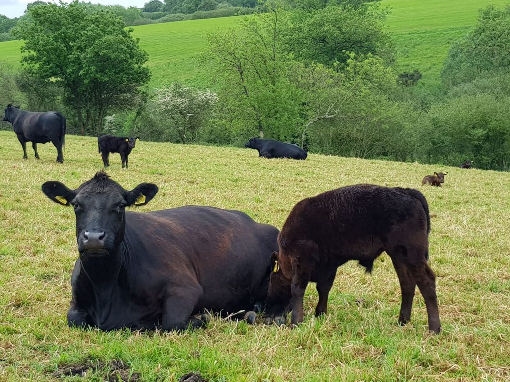 Cattle – Menchine Farm